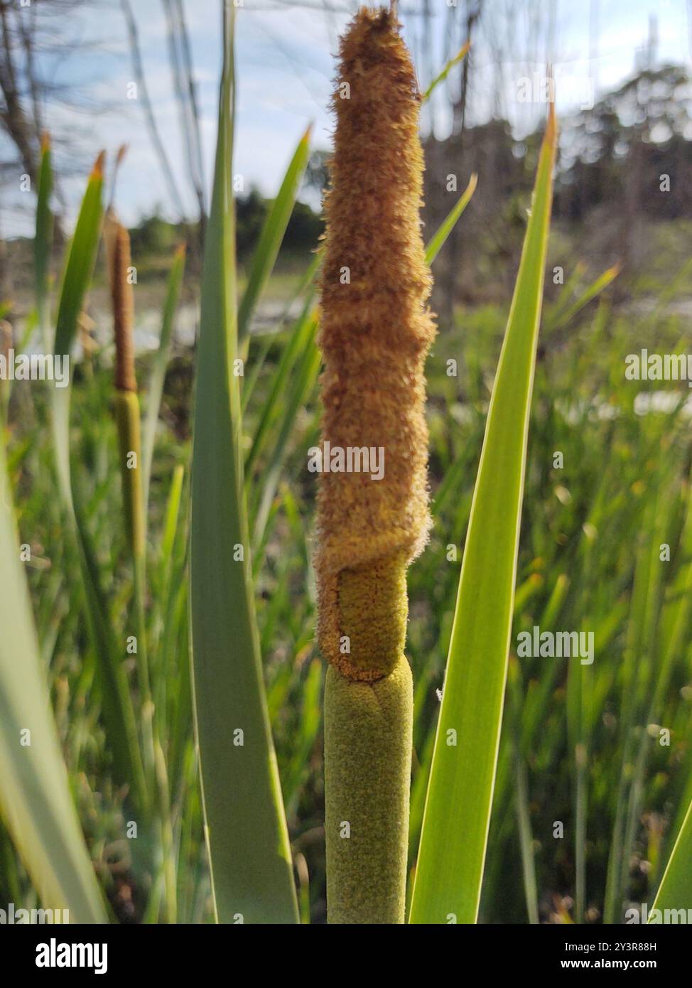 broadleaf cattail (Typha latifolia) Plantae Stock Photo - Alamy