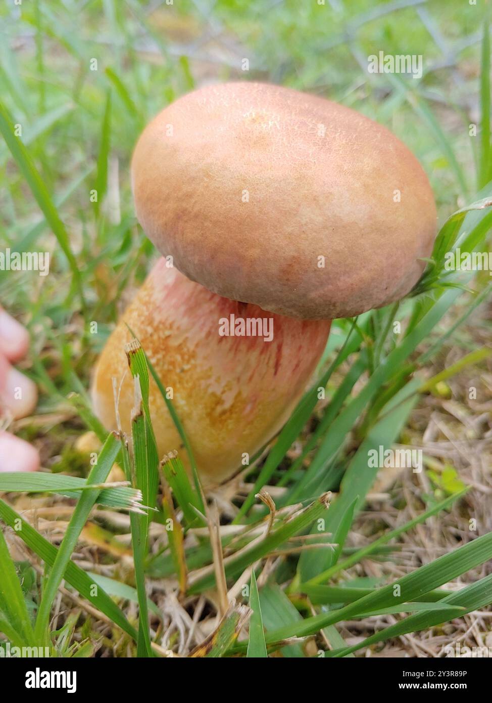 boletes (Boletaceae) Fungi Stock Photo - Alamy
