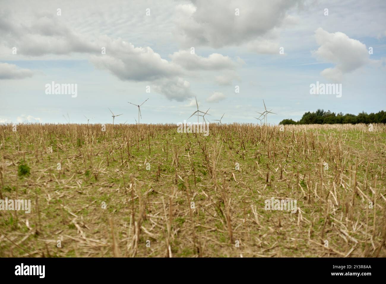Farmland after harvesting maize. In the background are wind turbines ...
