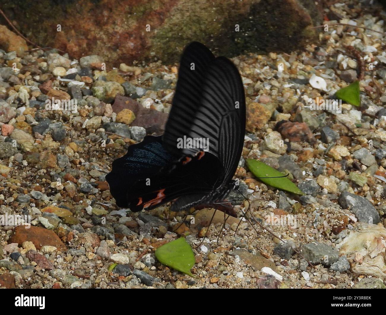 Spangle Swallowtail (Papilio protenor) Insecta Stock Photo - Alamy