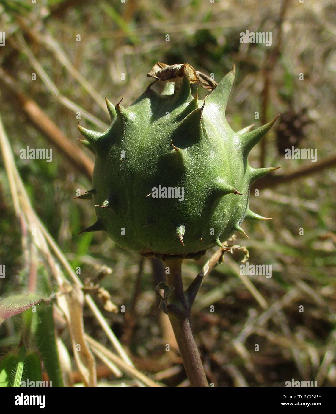 long-spined thorn-apple (Datura ferox) Plantae Stock Photo - Alamy
