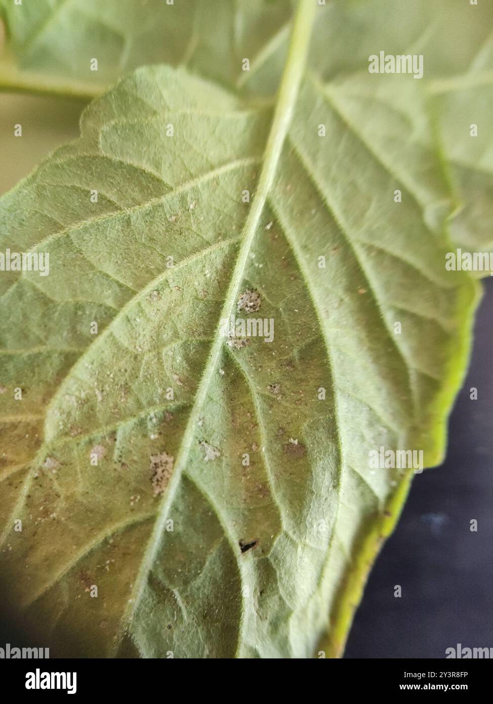 Spider Mites (Tetranychidae) Arachnida Stock Photo - Alamy