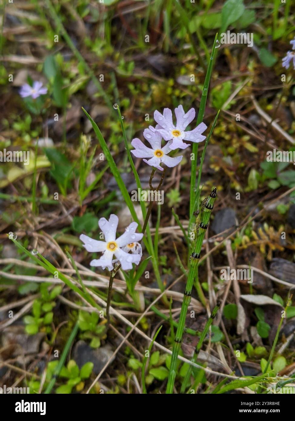 Mistassini Primrose (Primula mistassinica) Plantae Stock Photo - Alamy