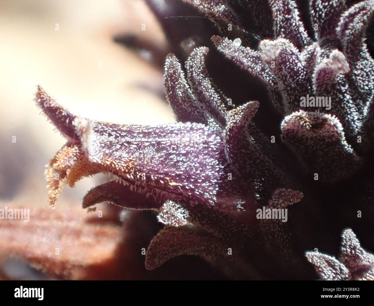 Chaparral Broomrape (Aphyllon tuberosum) Plantae Stock Photo - Alamy