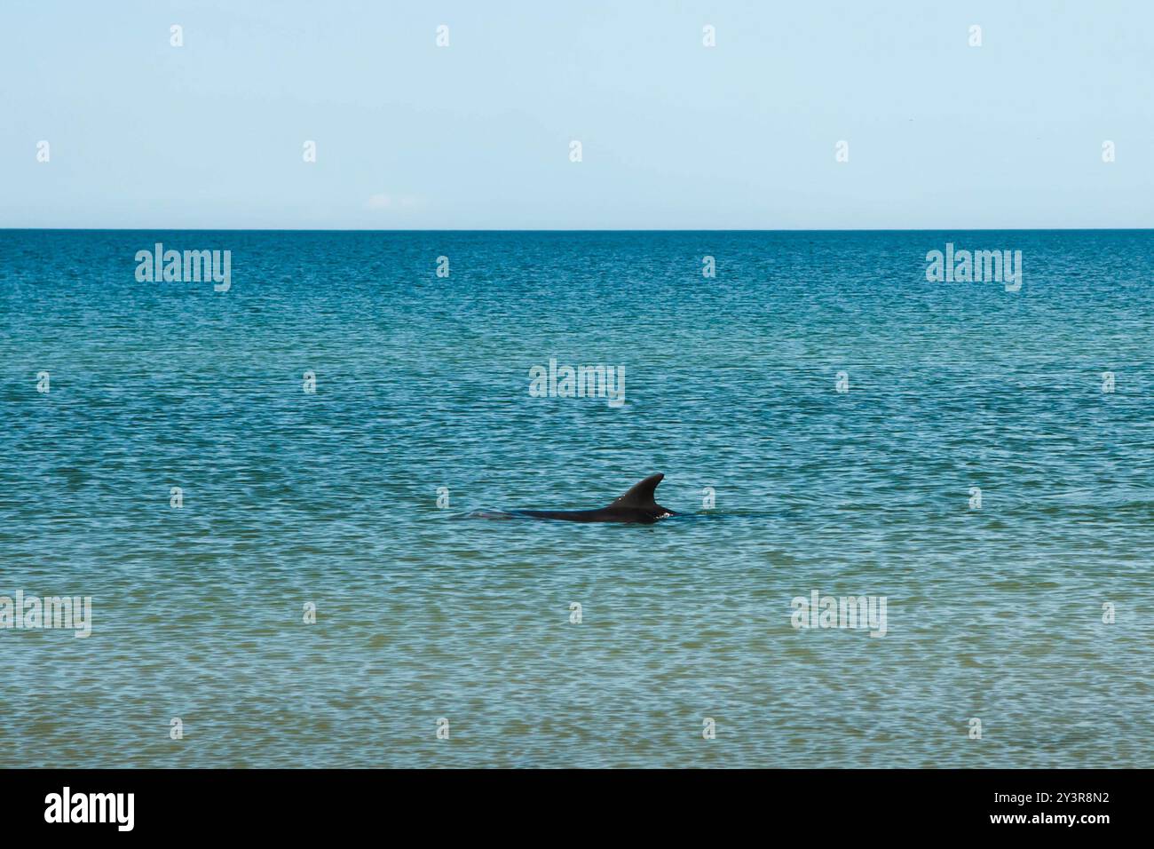 Black Sea Bottlenose Dolphin (Tursiops truncatus ponticus) Mammalia ...