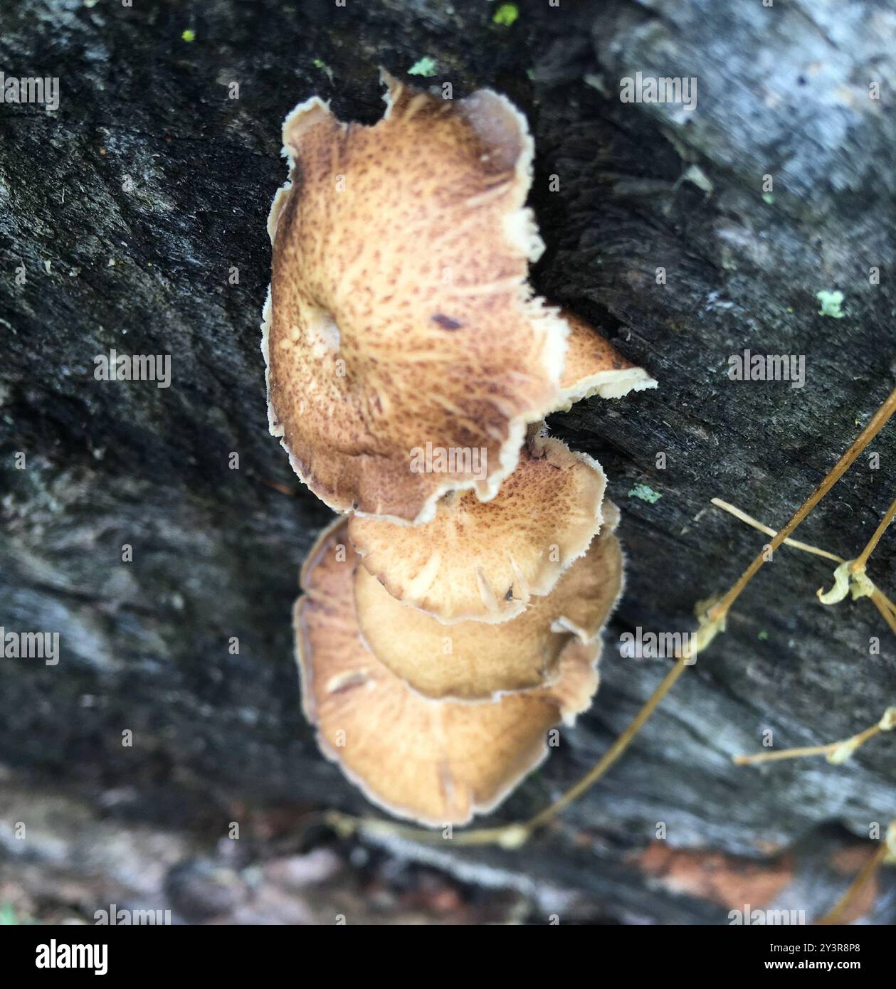 Spring Polypore (Lentinus arcularius) Fungi Stock Photo - Alamy