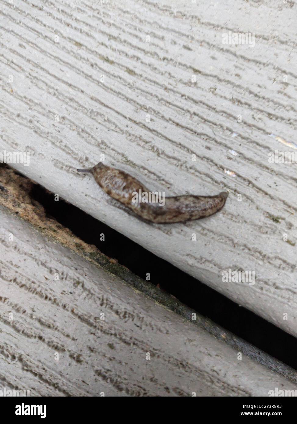 Changeable Mantleslug (Megapallifera mutabilis) Mollusca Stock Photo ...