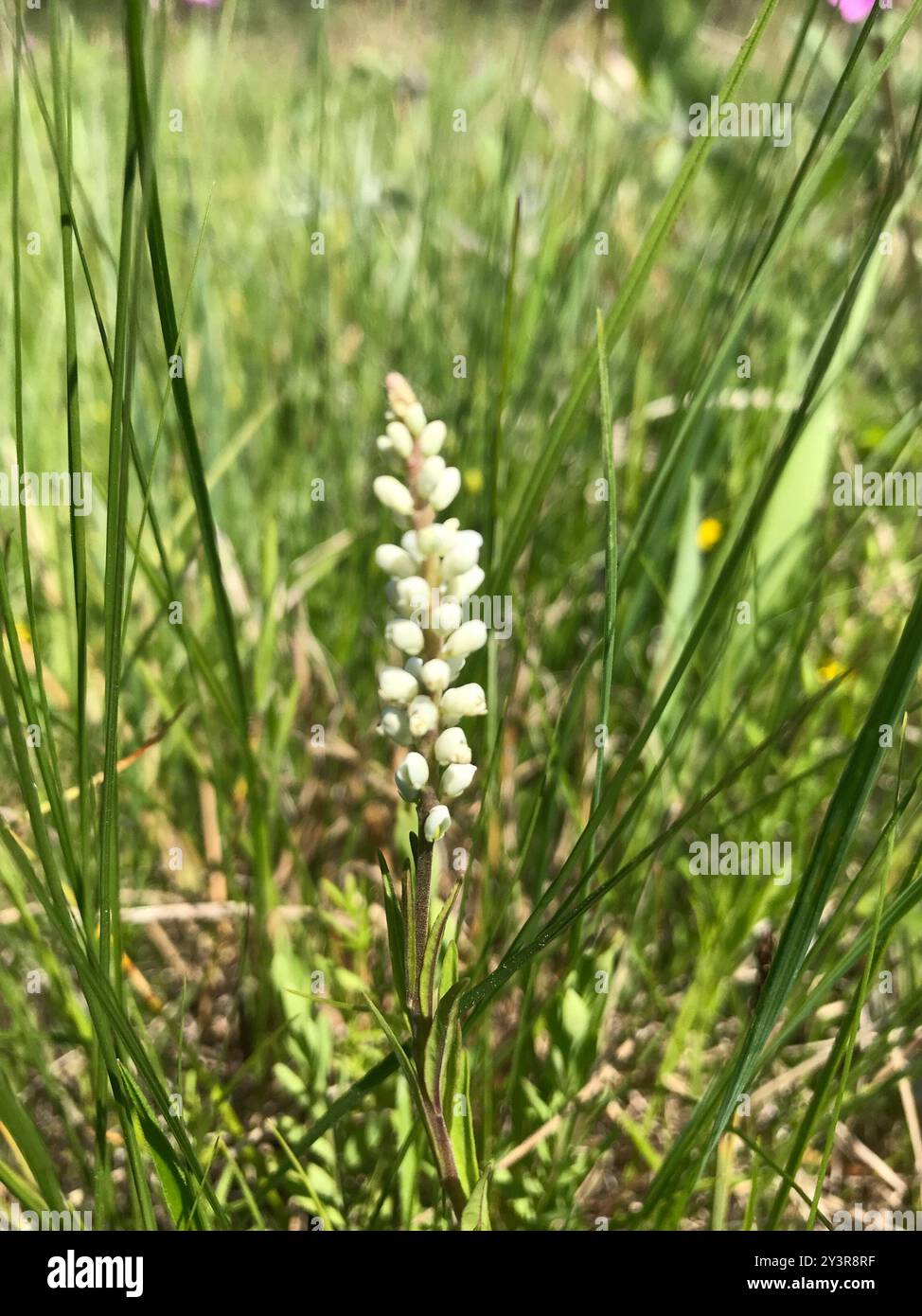 Seneca snakeroot (Senega officinalis) Plantae Stock Photo - Alamy