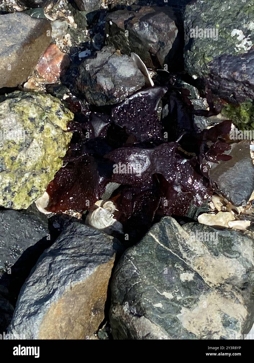 encrusting red algae (Mastocarpus) Plantae Stock Photo - Alamy