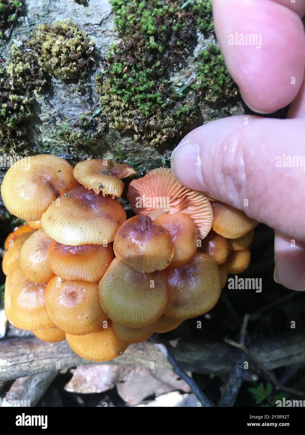 orange mycena (Mycena leaiana) Fungi Stock Photo - Alamy