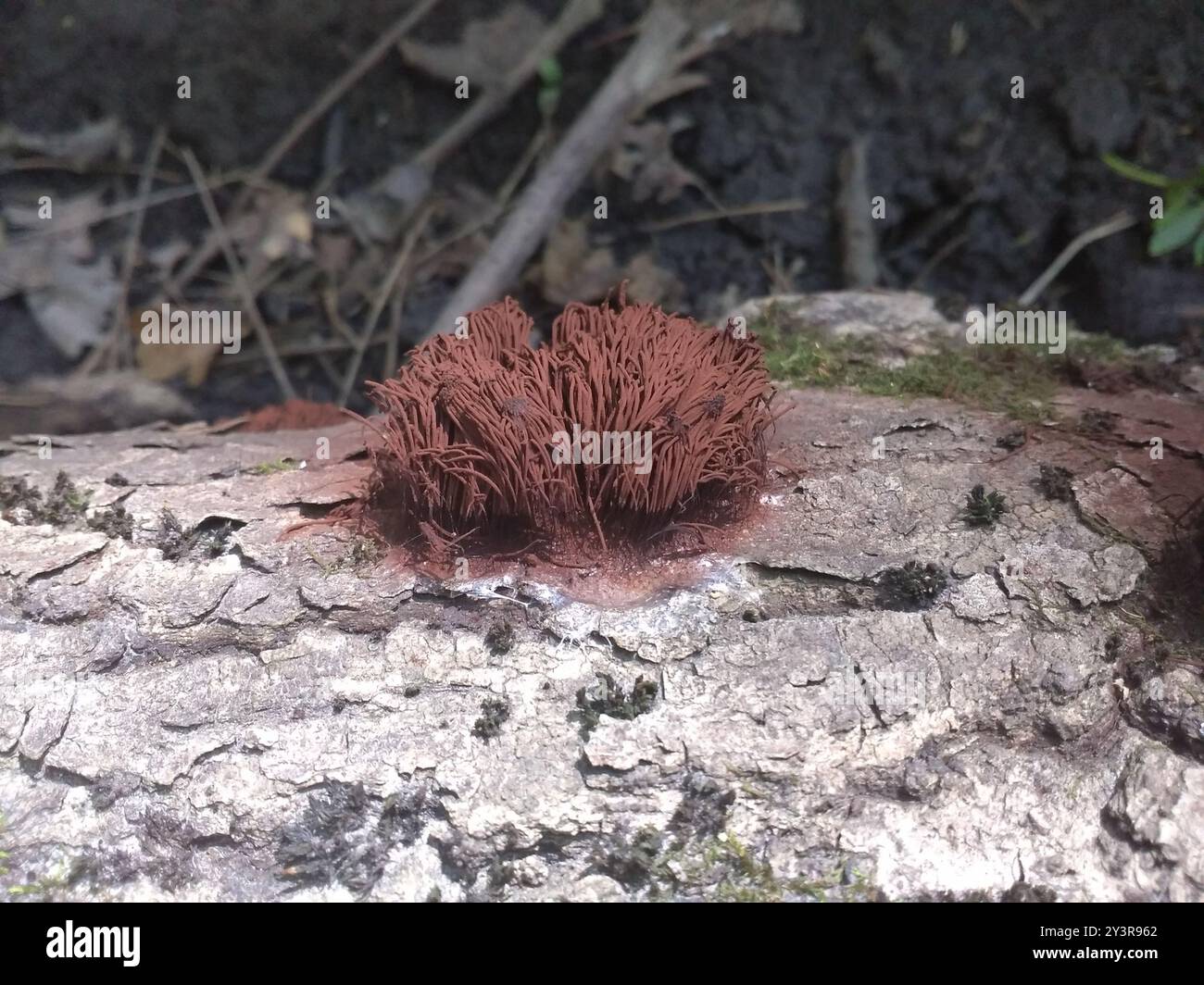 Chocolate Tube Slimes (Stemonitis) Protozoa Stock Photo - Alamy