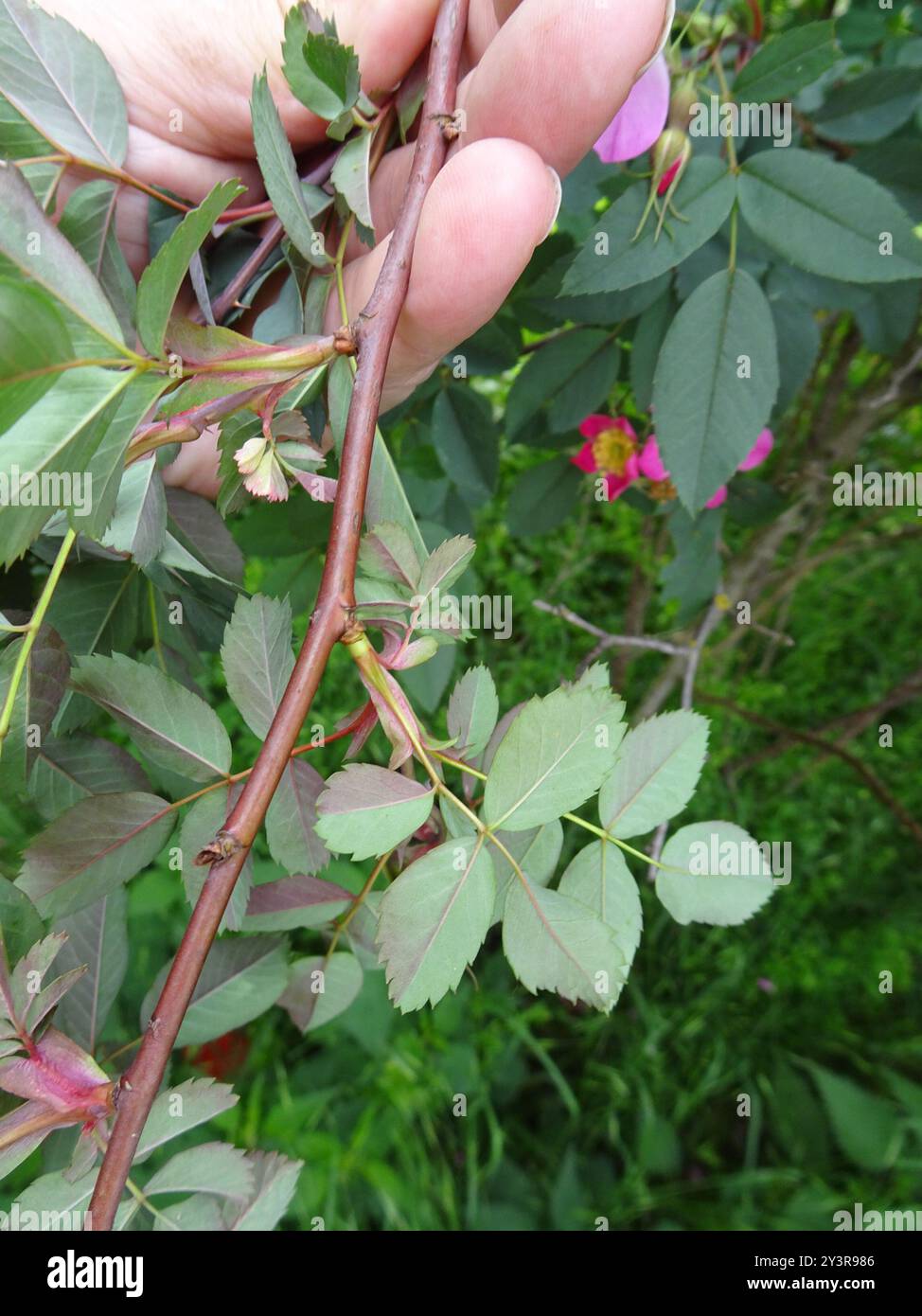 Red-leaved Rose (Rosa glauca) Plantae Stock Photo - Alamy