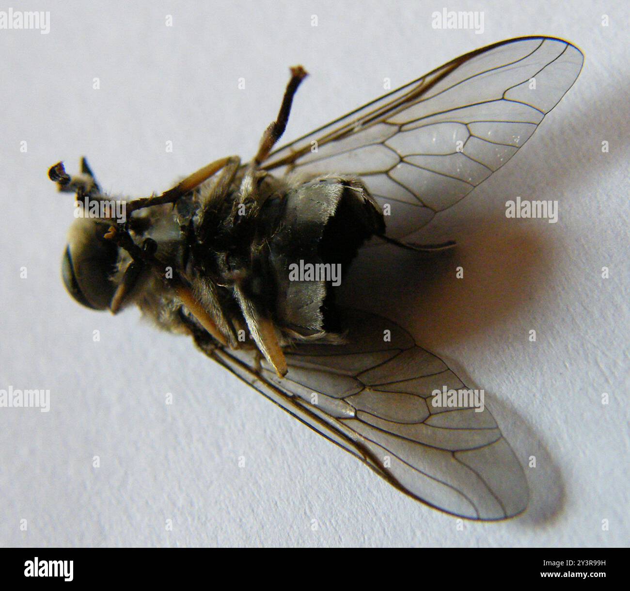 Large Marsh Horse Fly (Tabanus autumnalis) Insecta Stock Photo - Alamy