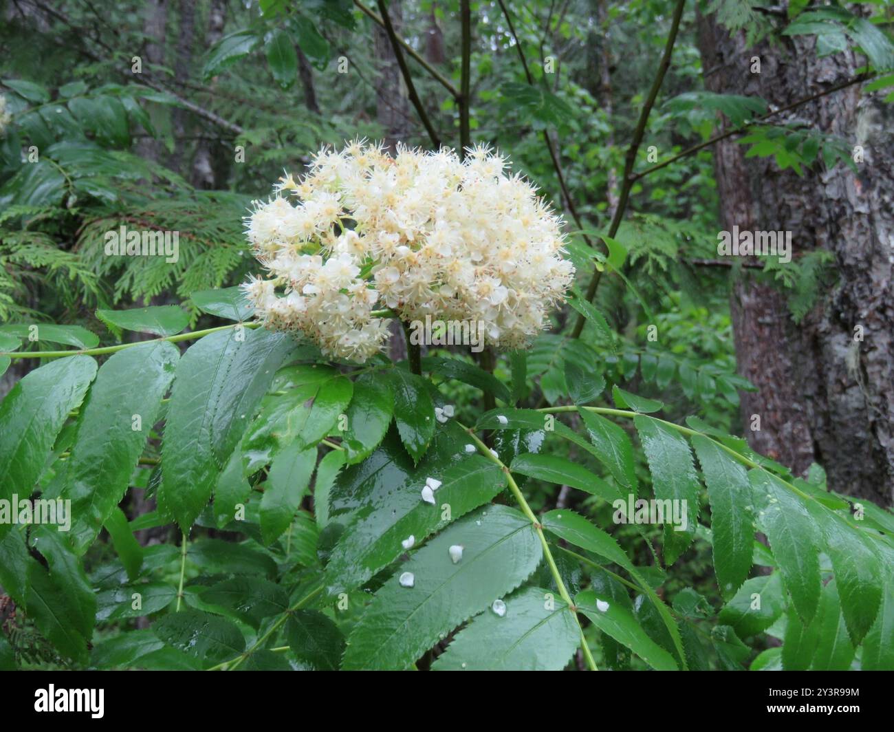 Greene's mountain ash (Sorbus scopulina) Plantae Stock Photo - Alamy