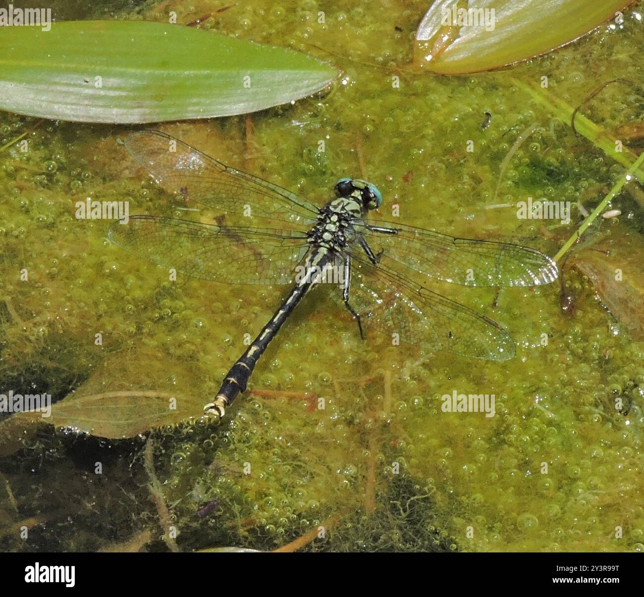 Unicorn Clubtail (Arigomphus villosipes) Insecta Stock Photo - Alamy
