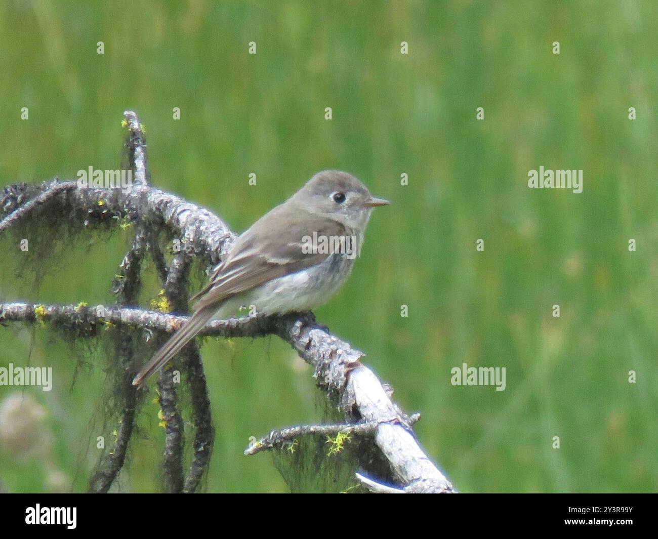 Empidonax Flycatchers (Empidonax) Aves Stock Photo - Alamy