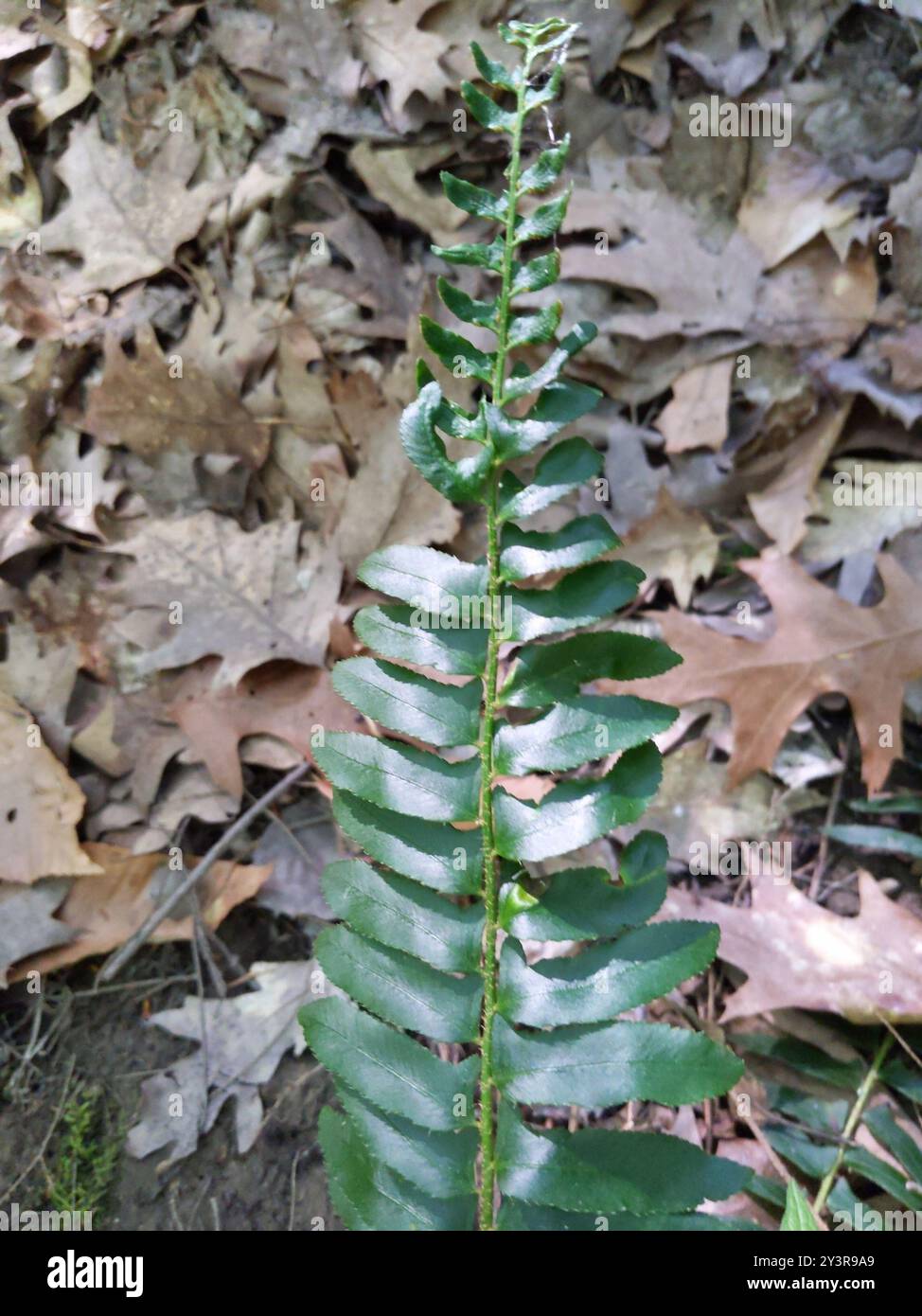Christmas fern (Polystichum acrostichoides) Plantae Stock Photo - Alamy