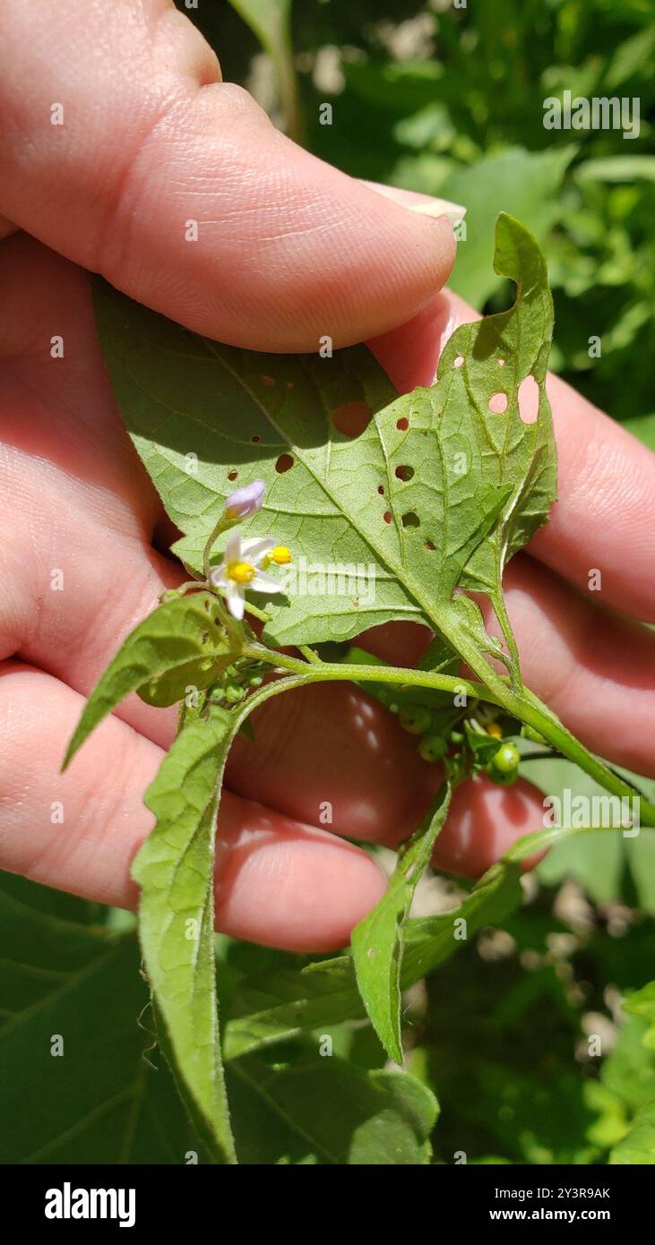 nightshades (Solanum) Plantae Stock Photo - Alamy
