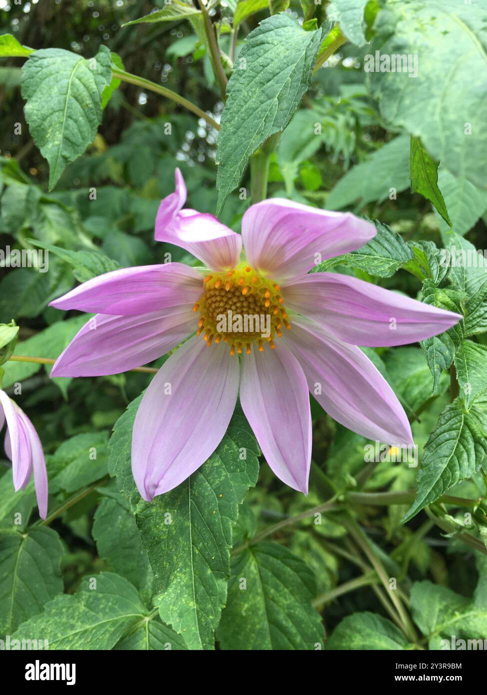 Tree Dahlia (Dahlia imperialis) Plantae Stock Photo - Alamy