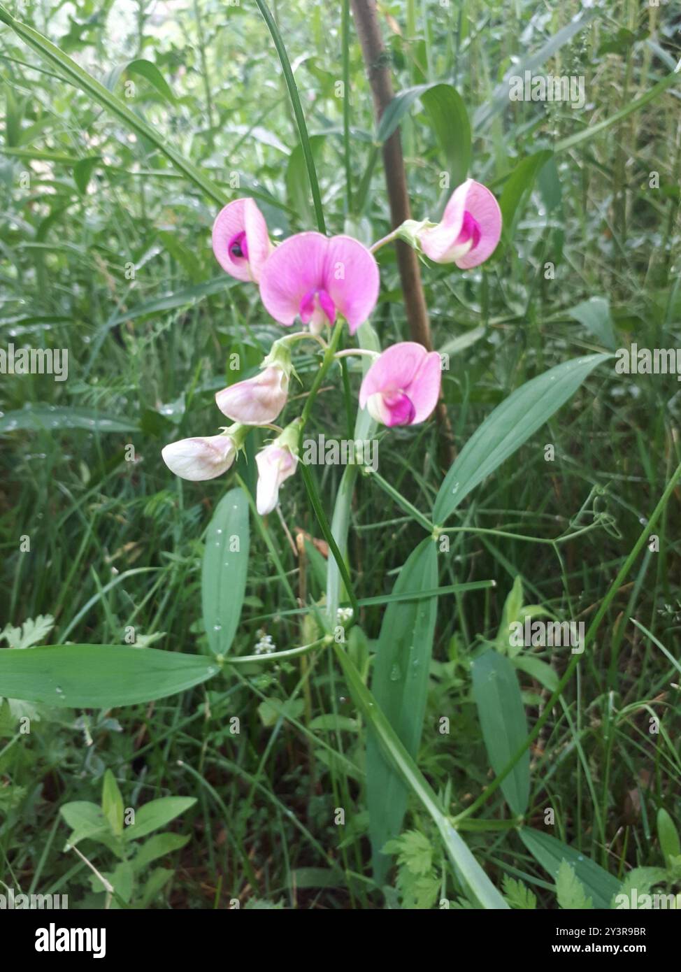 Narrow-leaved Everlasting-pea (Lathyrus sylvestris) Plantae Stock Photo ...