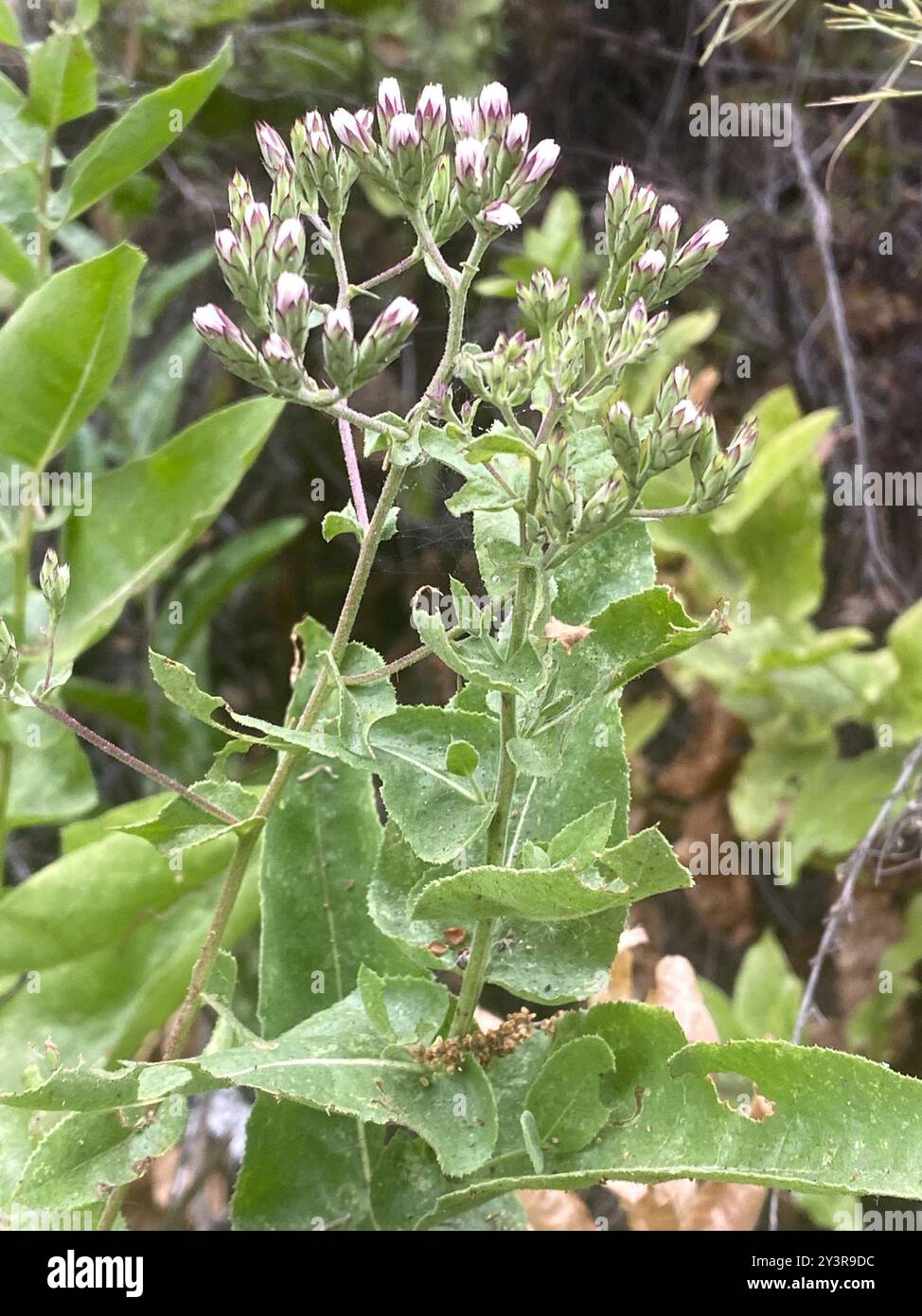 Sacapellote (Acourtia microcephala) Plantae Stock Photo - Alamy