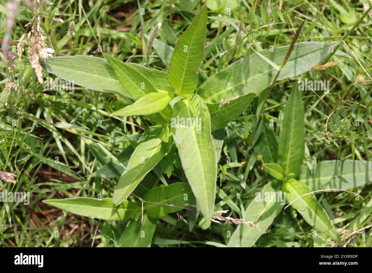 water smartweed (Persicaria amphibia) Plantae Stock Photo - Alamy