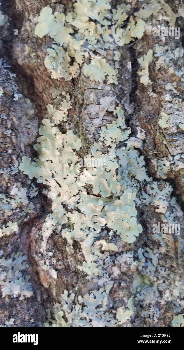common greenshield lichen (Flavoparmelia caperata) Fungi Stock Photo ...