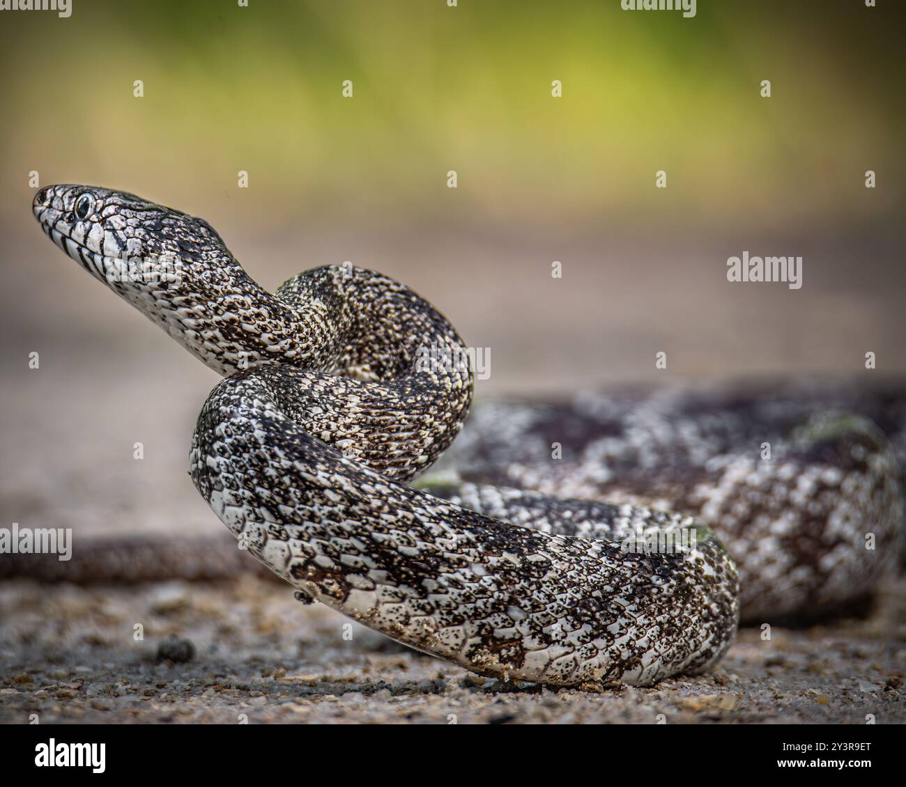 Grey rat snake on dirt road in the Florida Panhandle Stock Photo - Alamy