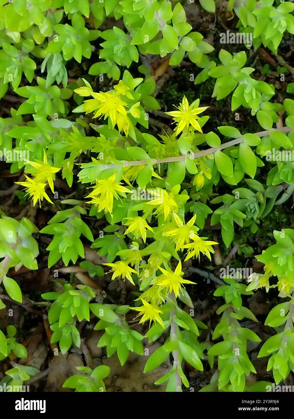 Stringy Stonecrop (Sedum sarmentosum) Plantae Stock Photo - Alamy