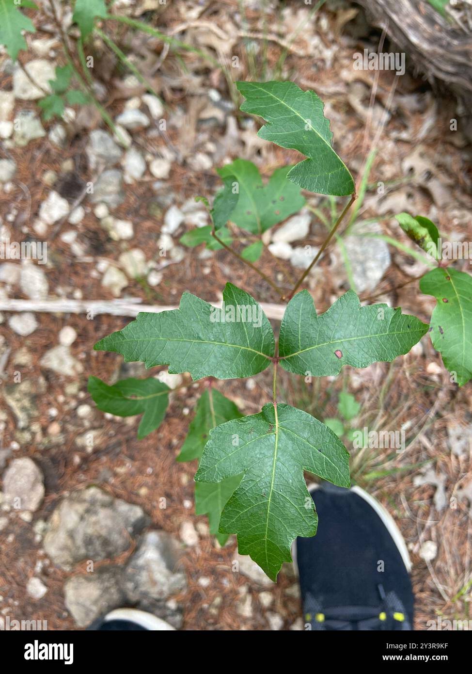 eastern poison ivy (Toxicodendron radicans) Plantae Stock Photo - Alamy