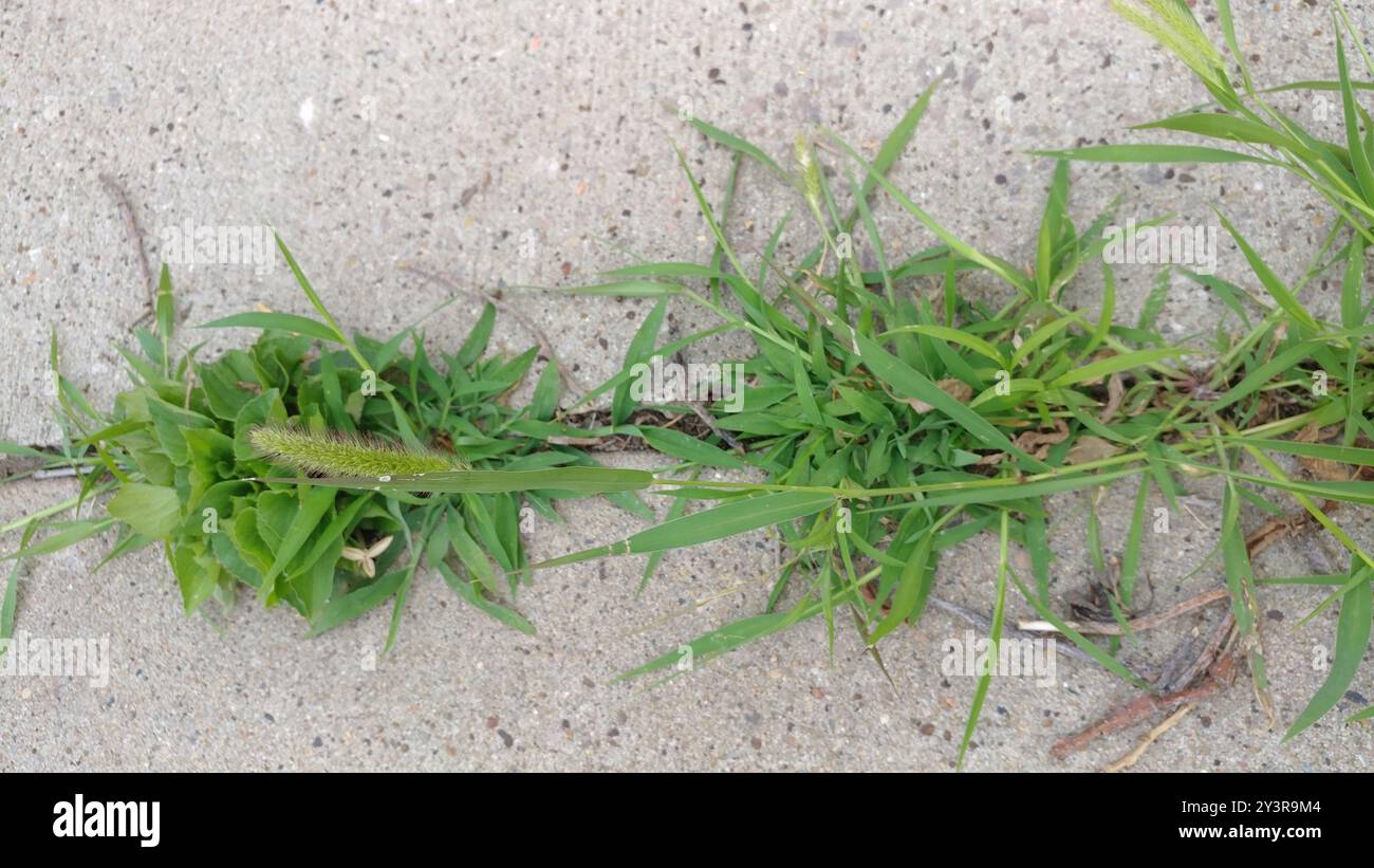 Green Bristle Grass (Setaria viridis) Plantae Stock Photo - Alamy