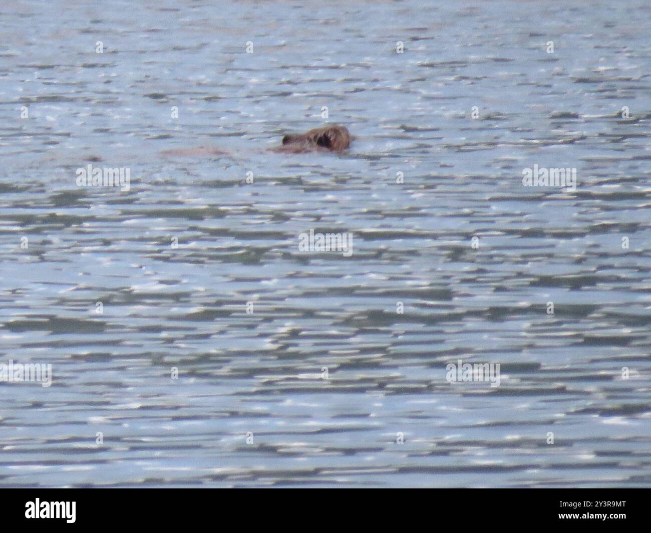 American Beaver (Castor canadensis) Mammalia Stock Photo - Alamy