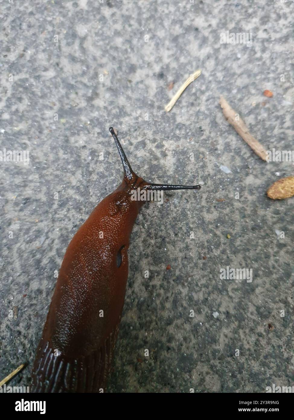 Arion Slugs (Arion) Mollusca Stock Photo - Alamy