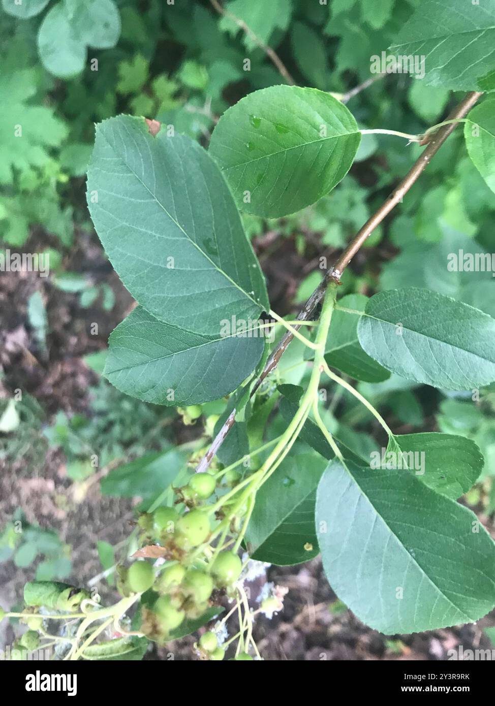 common serviceberry (Amelanchier arborea) Plantae Stock Photo - Alamy