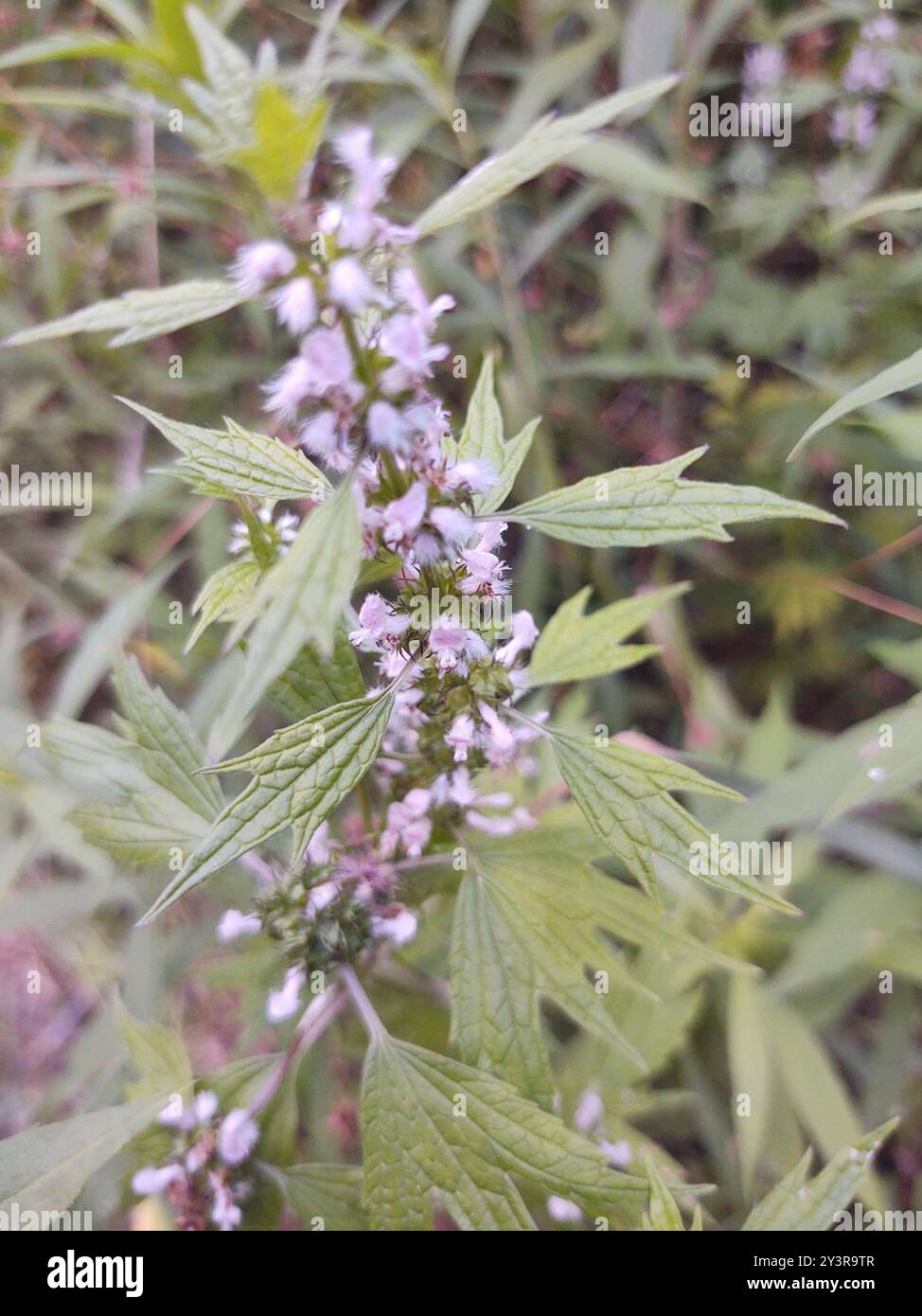 common motherwort (Leonurus cardiaca) Plantae Stock Photo - Alamy