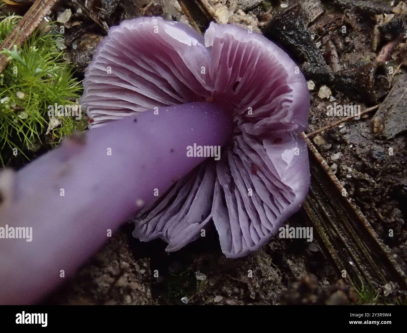 mauve splitting waxcap (Porpolomopsis lewelliniae) Fungi Stock Photo ...