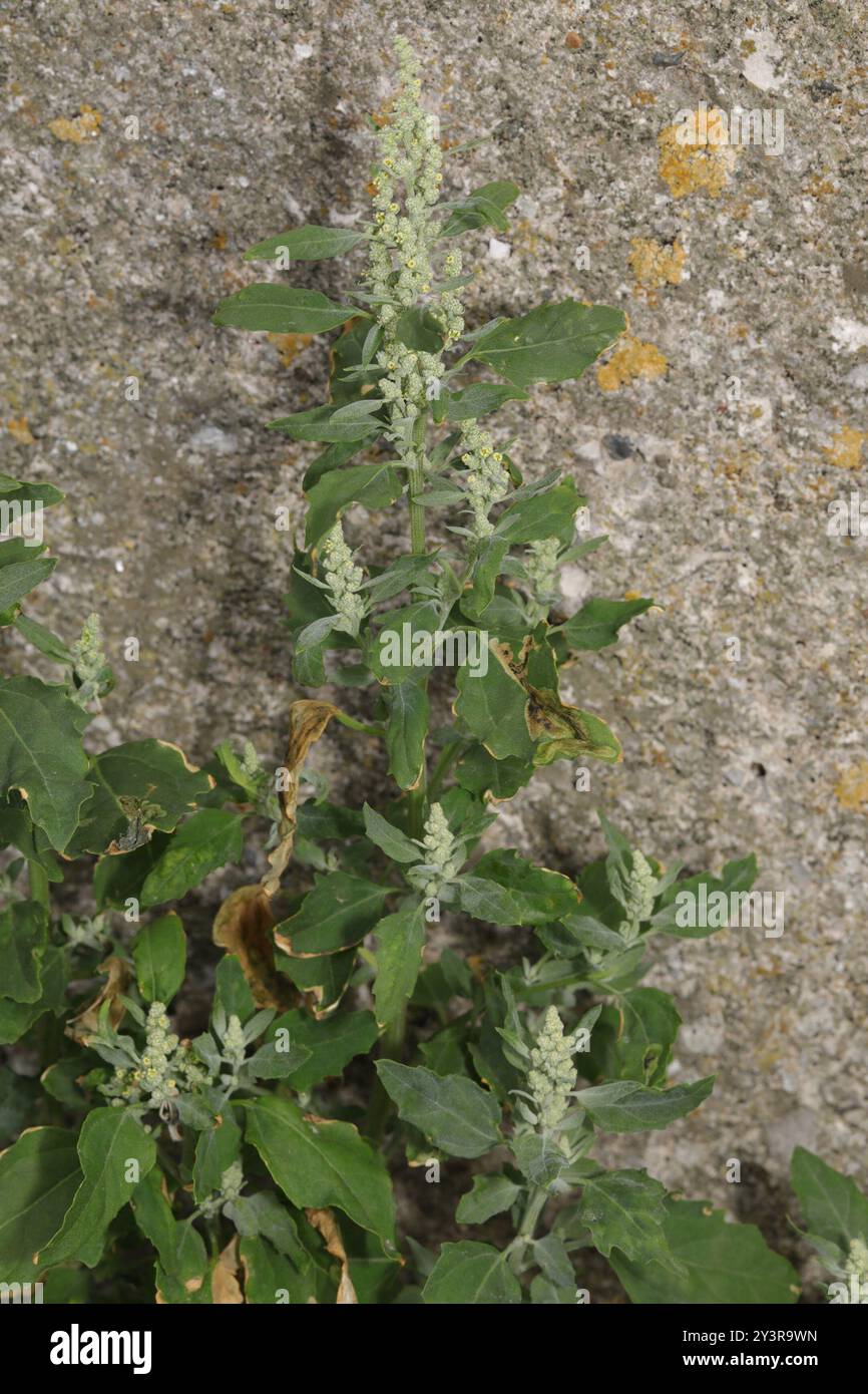 Common Lambsquarters (Chenopodium album) Plantae Stock Photo - Alamy