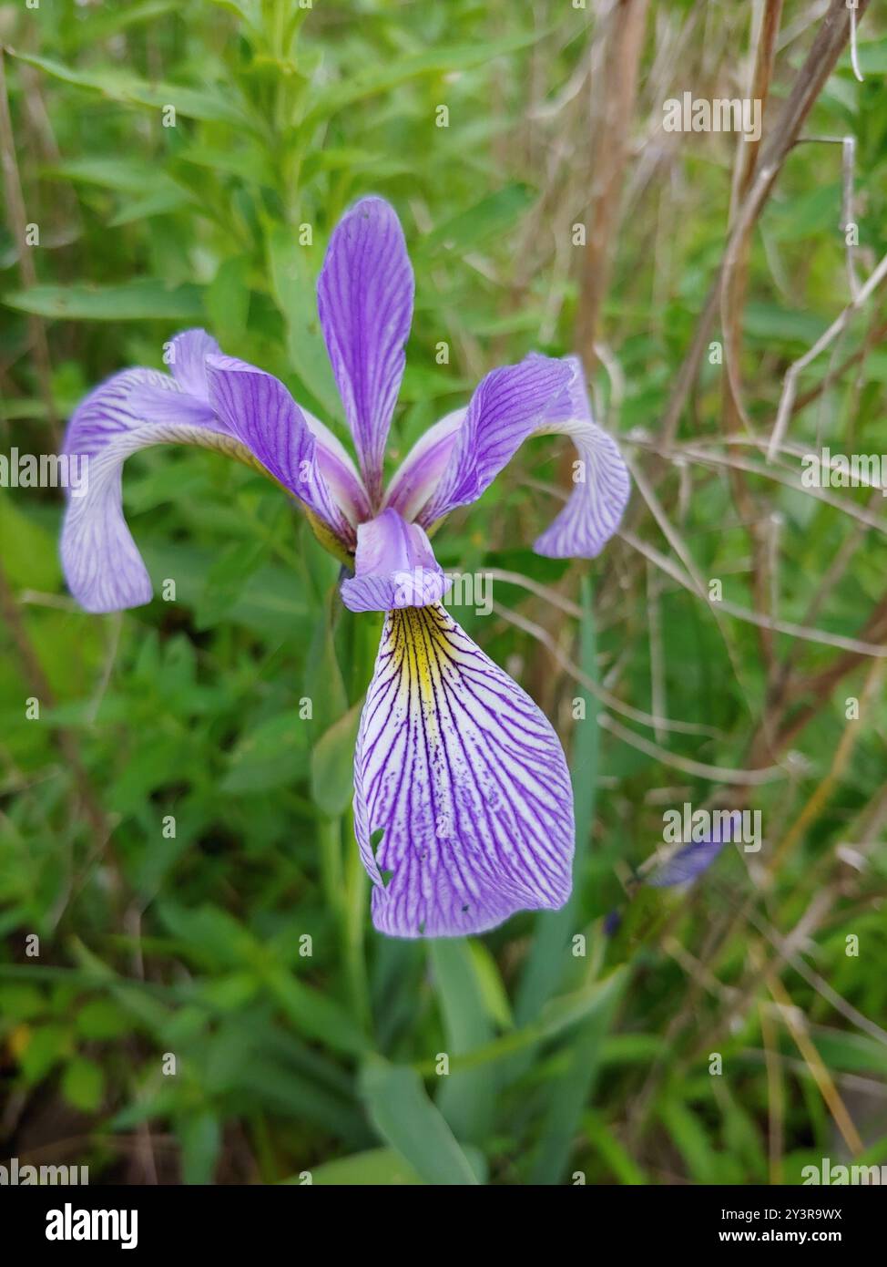 northern blue flag (Iris versicolor) Plantae Stock Photo - Alamy
