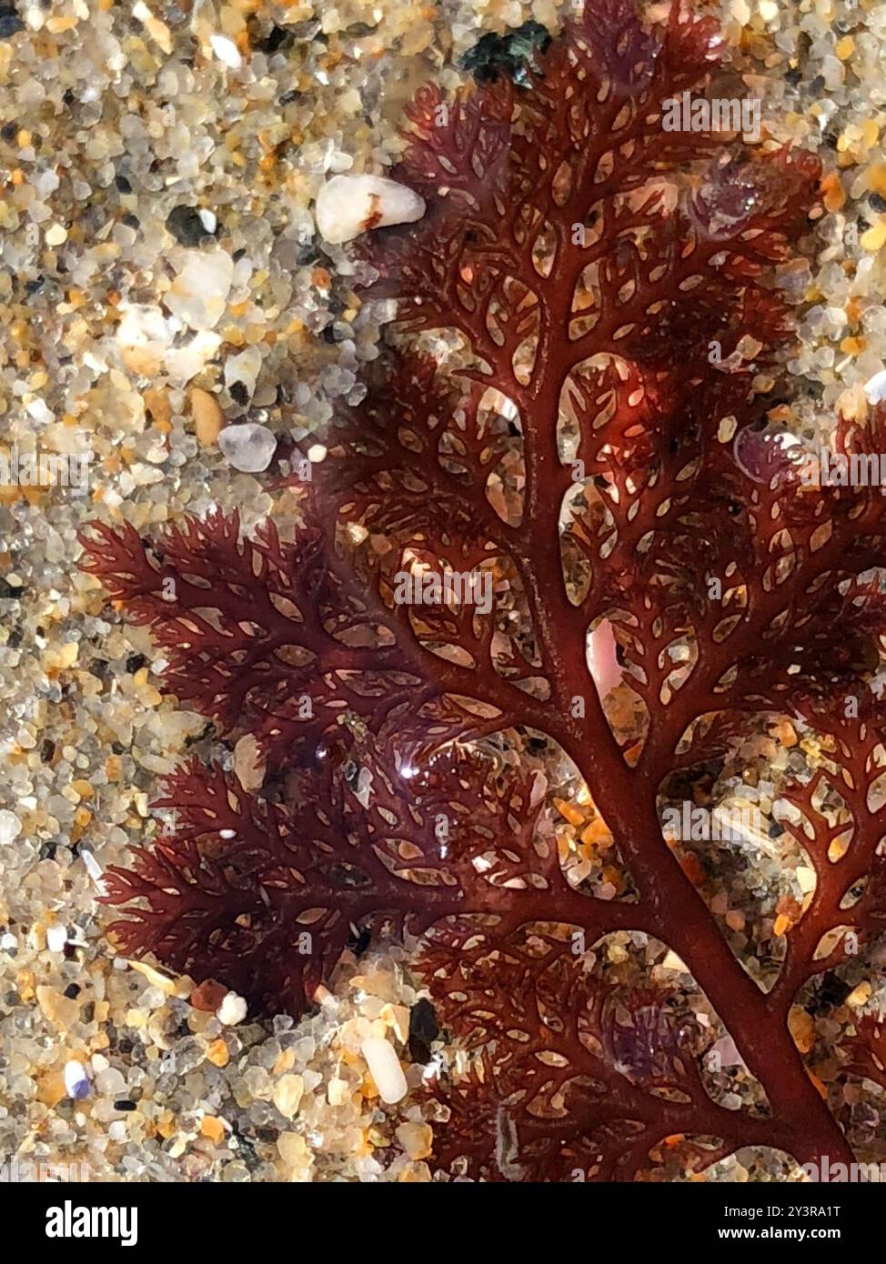 Sea Comb (Plocamium cartilagineum) Plantae Stock Photo - Alamy