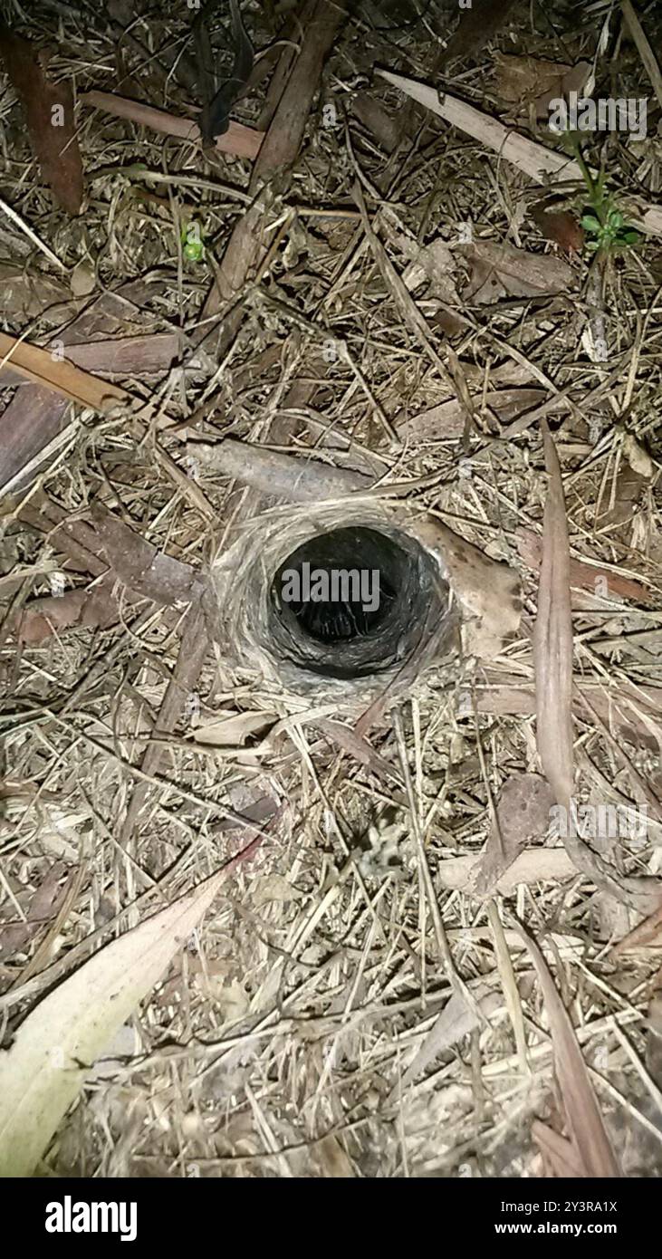Brown Trapdoor Spiders (Arbanitis) Arachnida Stock Photo - Alamy