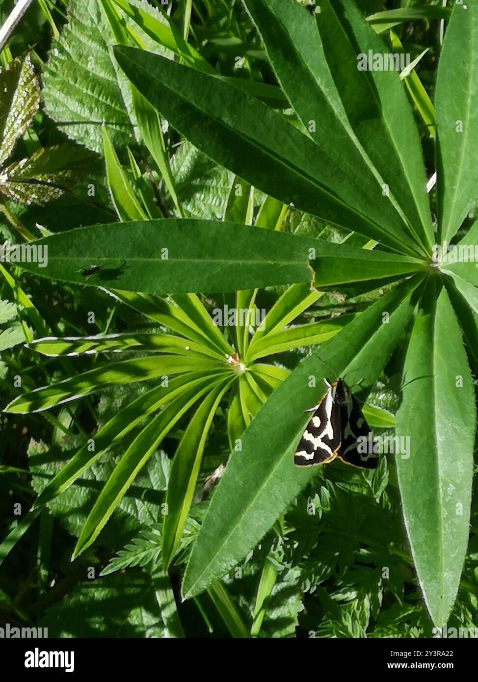 Wood Tiger (Arctia plantaginis) Insecta Stock Photo - Alamy