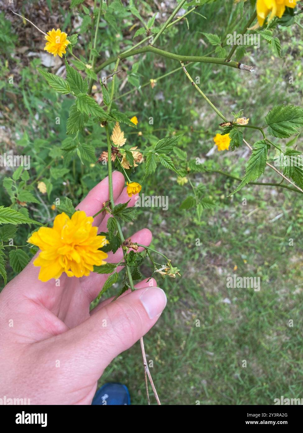 Japanese Kerria (Kerria japonica) Plantae Stock Photo - Alamy