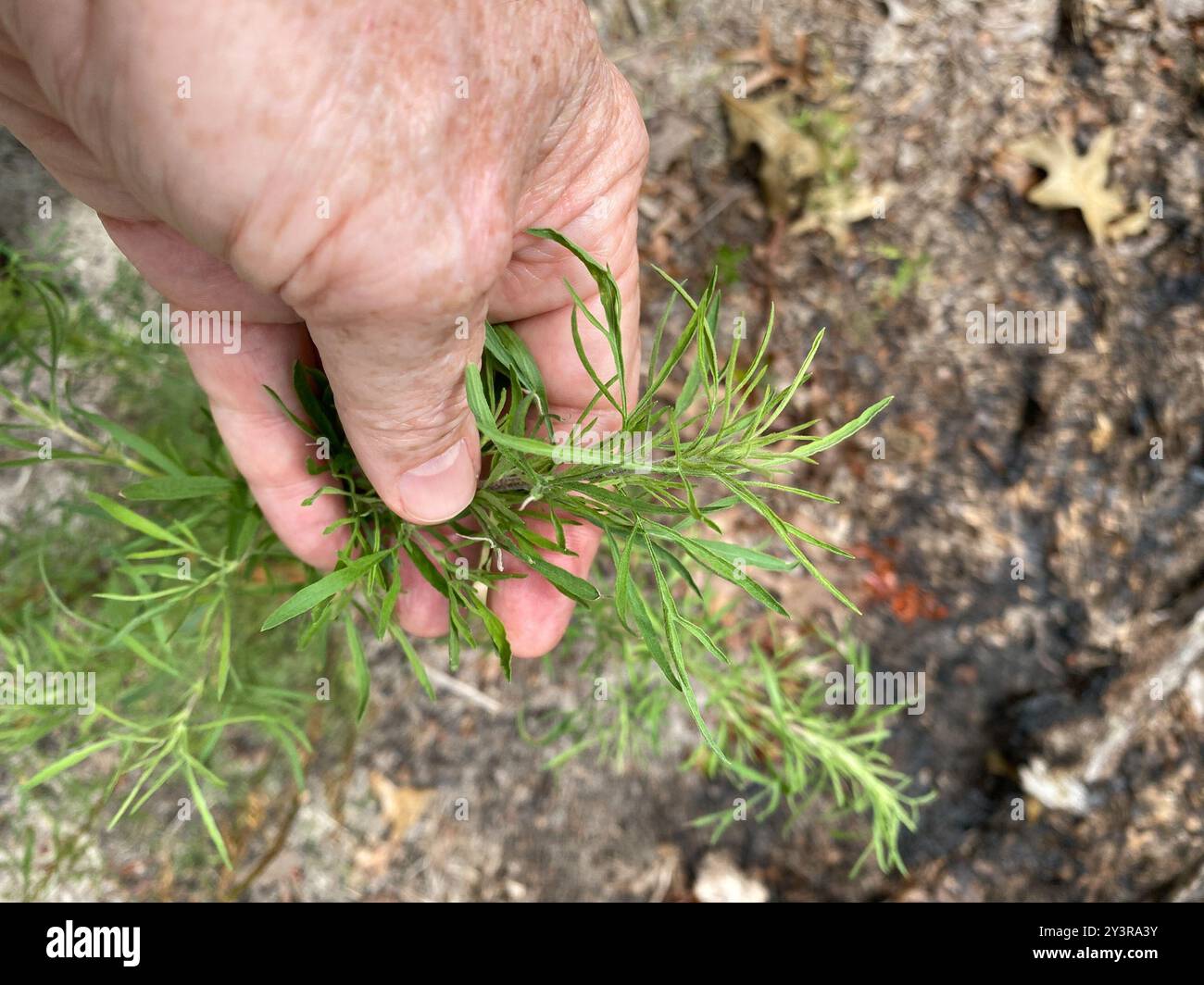 Coastal Dog Fennel (Eupatorium compositifolium) Plantae Stock Photo - Alamy