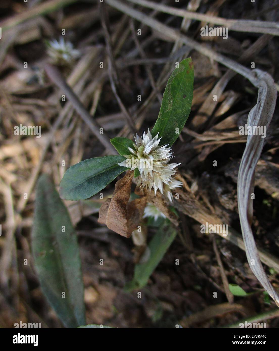 Sessile Joyweed (Alternanthera sessilis) Plantae Stock Photo - Alamy