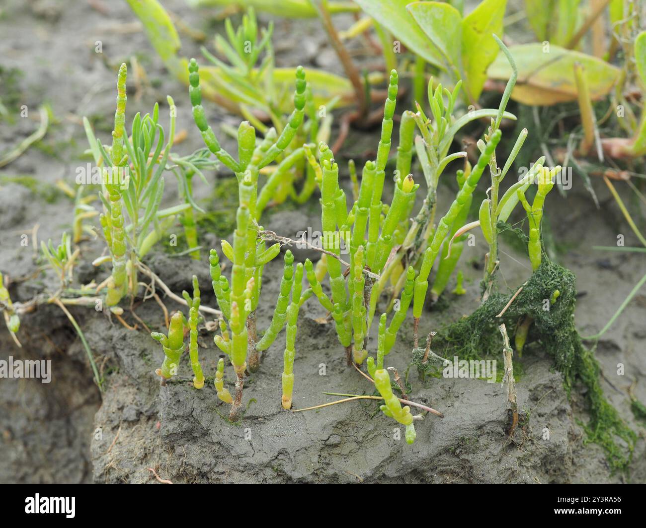 Common Glasswort (Salicornia europaea) Plantae Stock Photo - Alamy