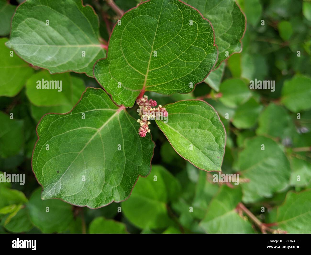 Dwarf Knotweed (Reynoutria compacta) Plantae Stock Photo - Alamy