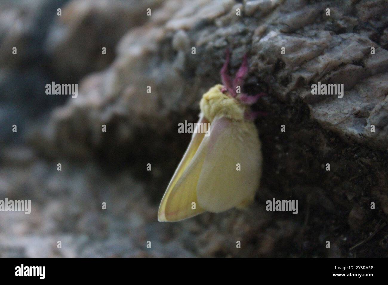 Rosy Maple Moth (Dryocampa rubicunda) Insecta Stock Photo - Alamy
