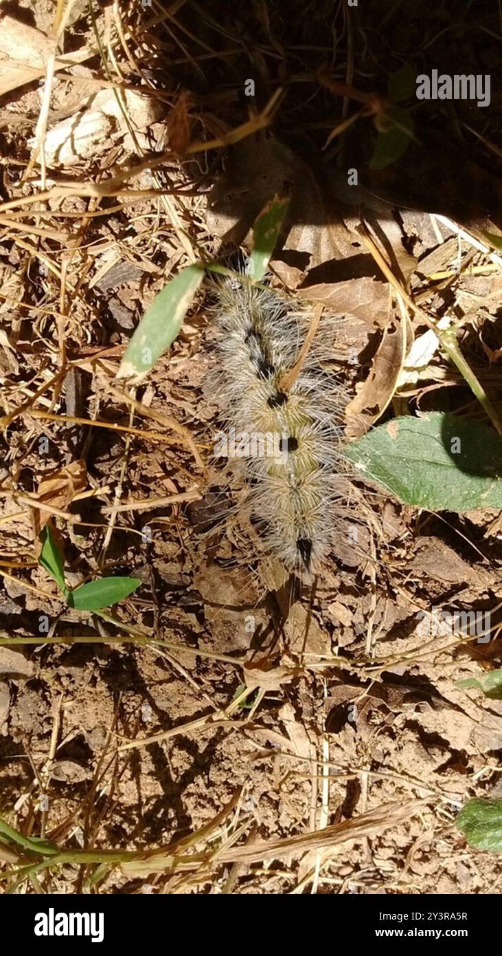 Hackberry Dagger (Acronicta rubricoma) Insecta Stock Photo - Alamy