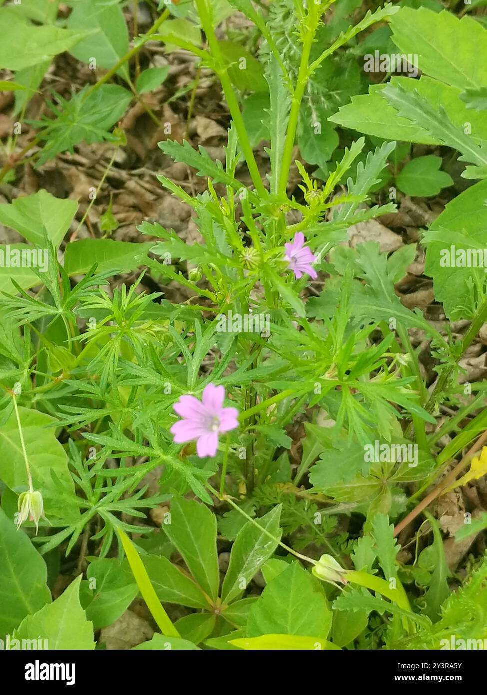 Cut-leaved crane's-bill (Geranium dissectum) Plantae Stock Photo - Alamy