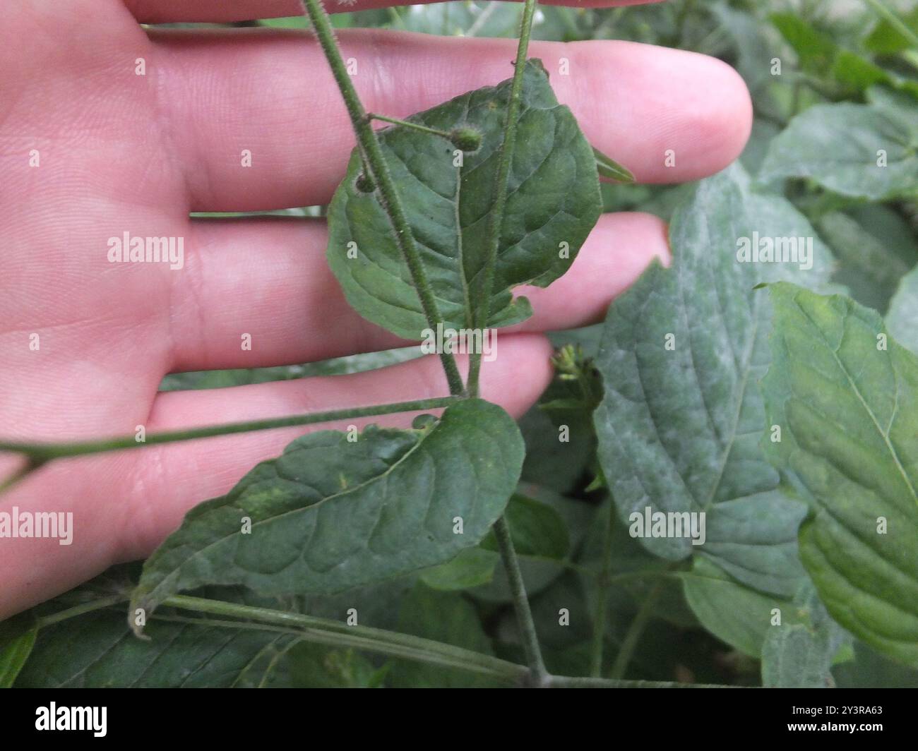 enchanter's-nightshade (Circaea lutetiana) Plantae Stock Photo - Alamy
